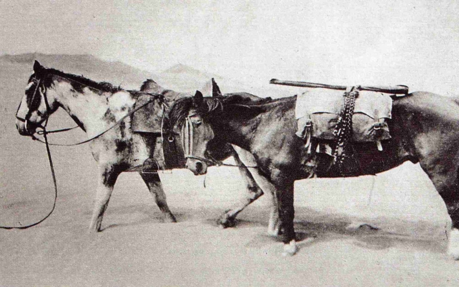 The History of 'Gato y Mancha' with Félix A. Tschiffely | Camino Pampa