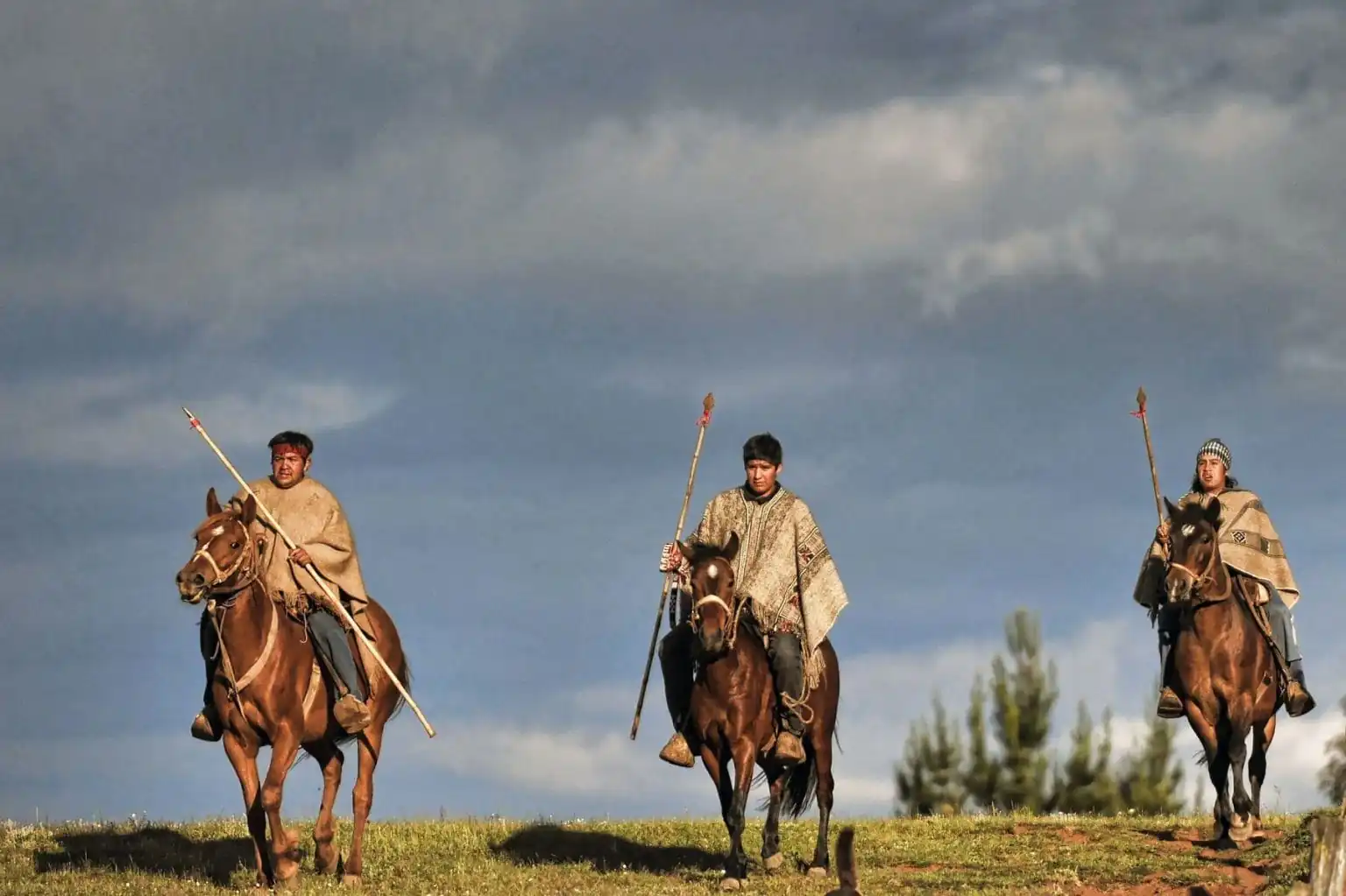 All About the Argentine Criollo Horse | Camino Pampa